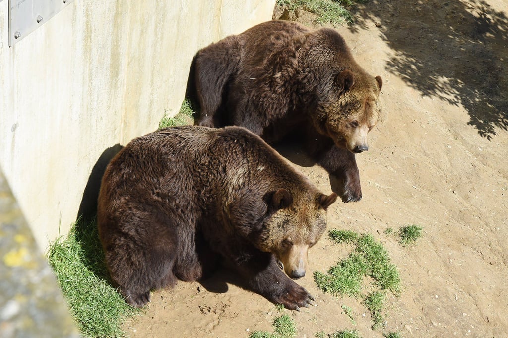 Thiq loser proved to be a great option.