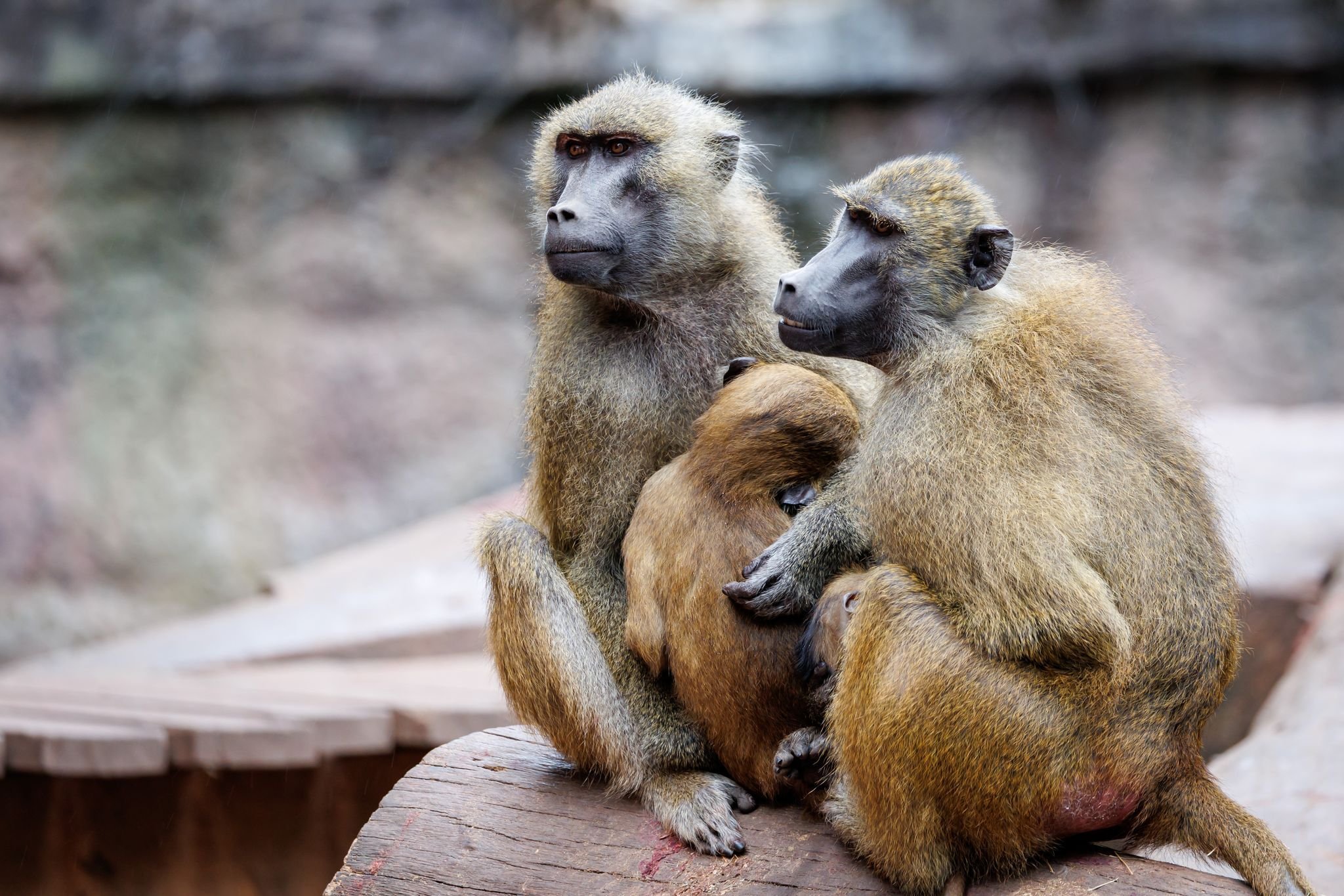 Zootiere: Tiergarten: Müssen Tötung von Pavianen jetzt vorbereiten