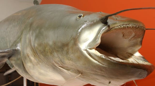 Wels-Mythen im Check – wie gefährlich ist der Fisch?