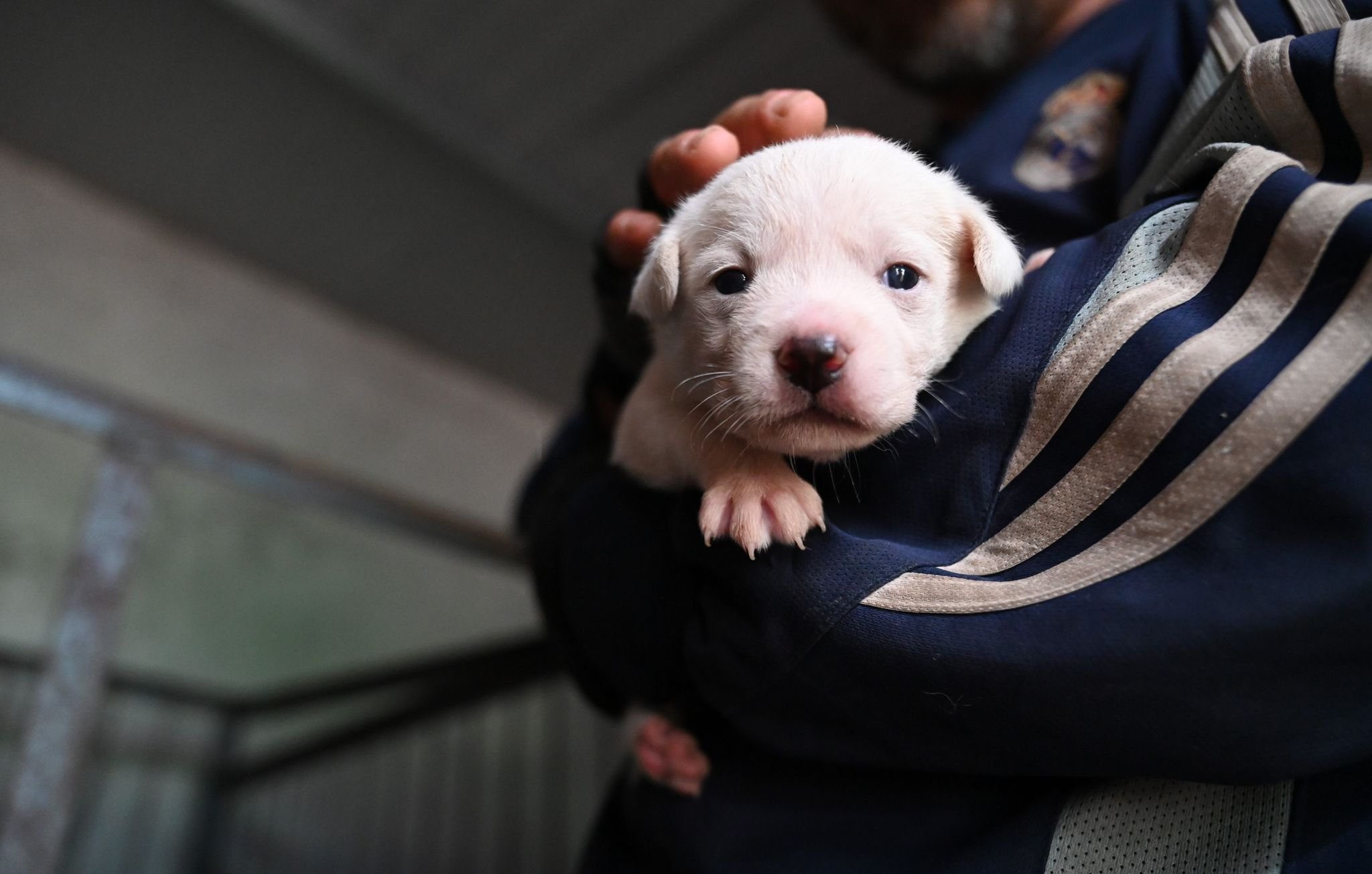 Tiere: Haustier-Boom in China: Wie Retter mit den Folgen kämpfen