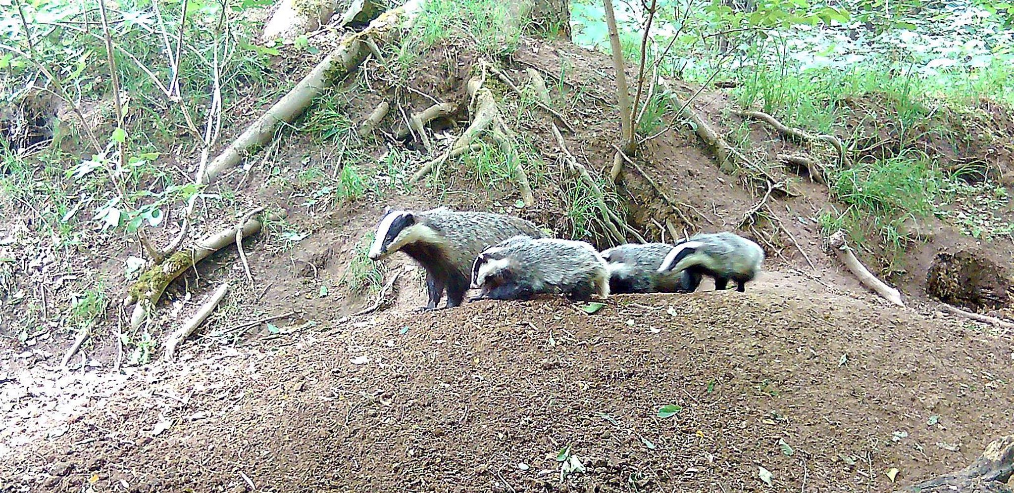 Diese Tiere und Pflanzen machen die Goitzsche bundesweit bekannt: Ein ...