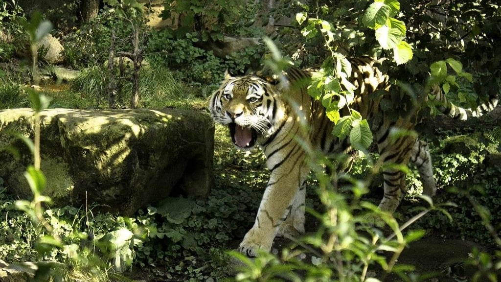 Zoo Leipzig begrüßt das neue Jahr mit magischem Tropenleuchten