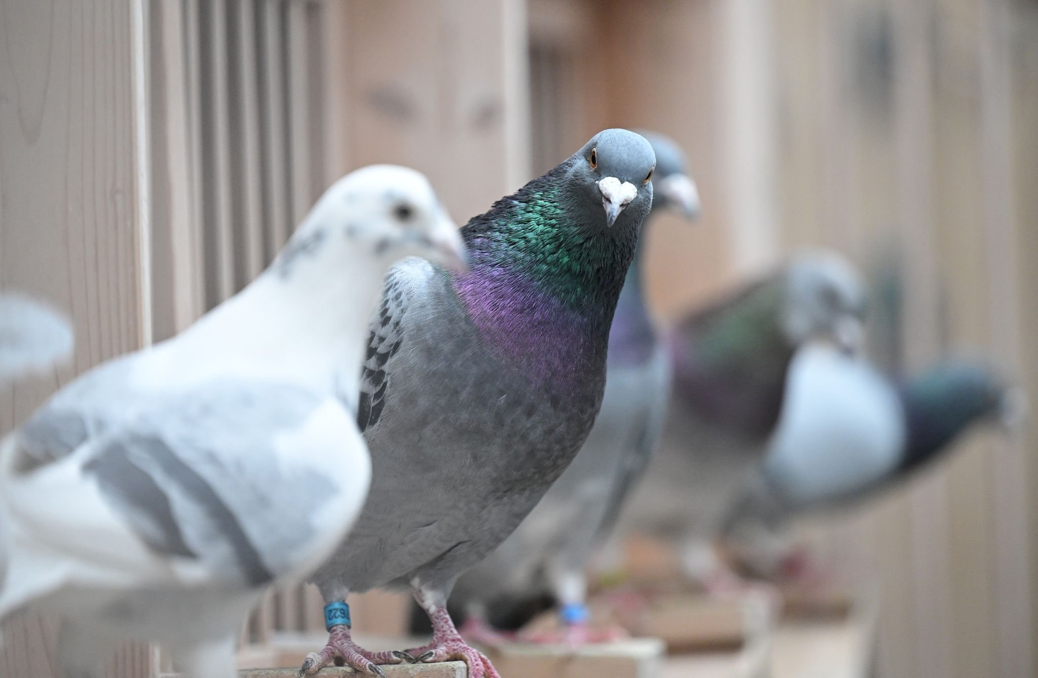 Veranstaltung mit Geschichte: Naumburg veranstaltet wieder ...
